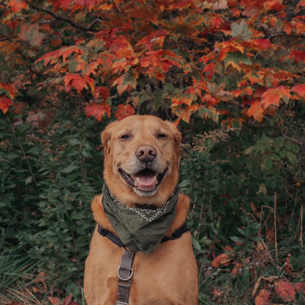 Meet the Office Dogs - Bristol Park Dental