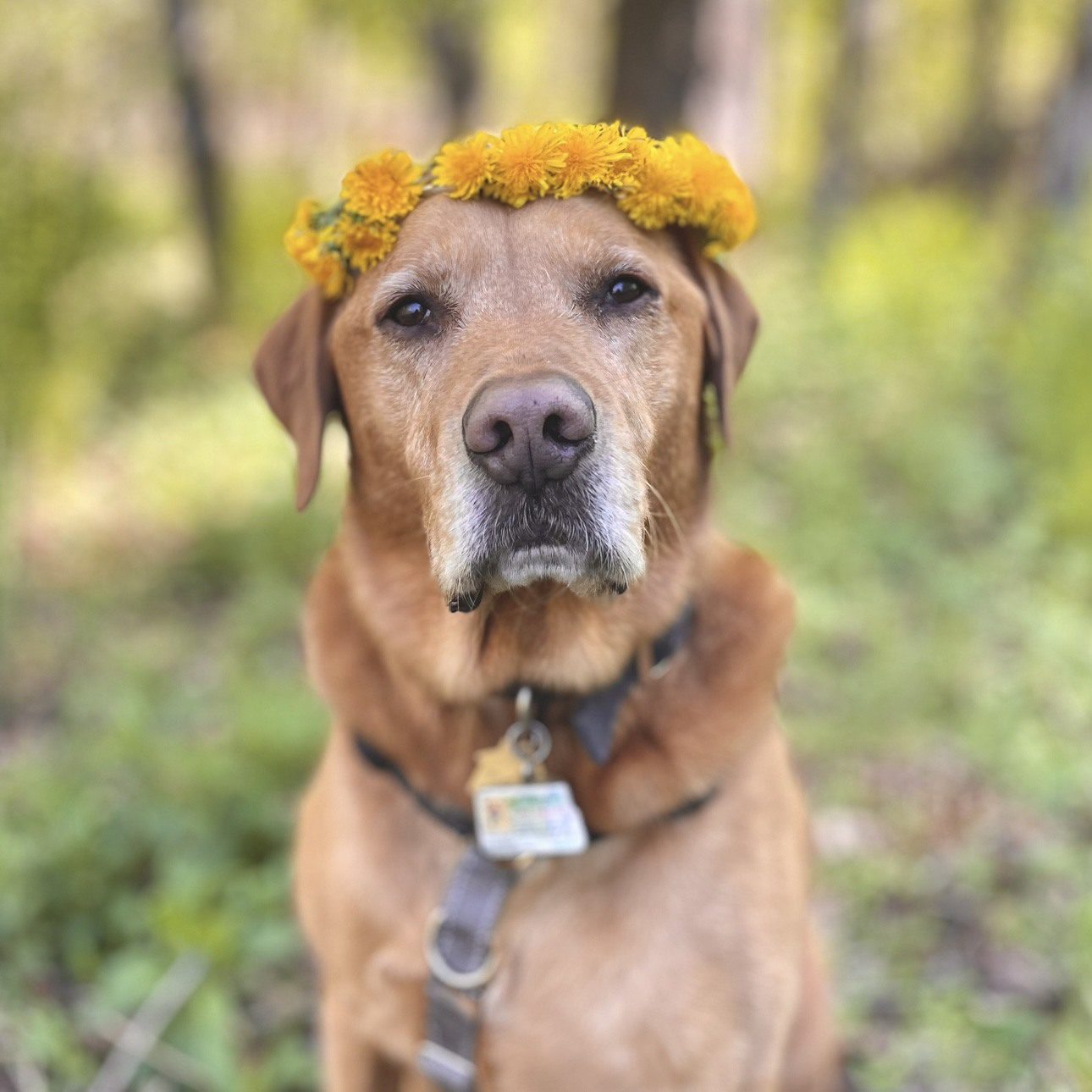 Meet the Office Dogs - Bristol Park Dental