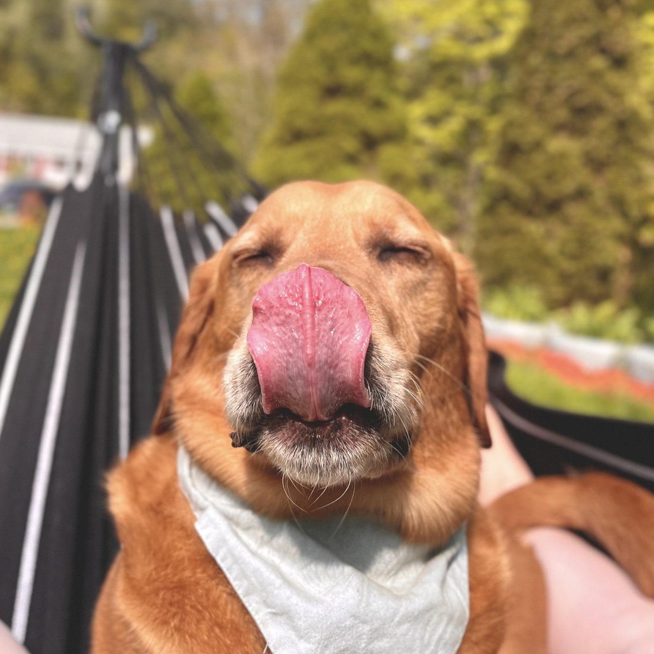Meet the Office Dogs - Bristol Park Dental